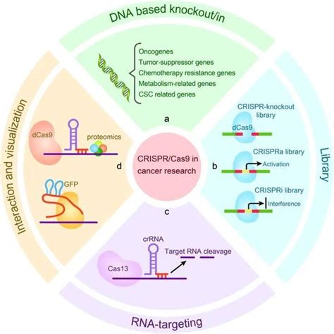 CRISPR Cas 基因编辑技术在肿瘤中的应用与展望 知乎