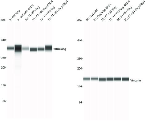 Overexpression Of Brd4 L In Mammalian Cells Proteinsimple Wes Blots