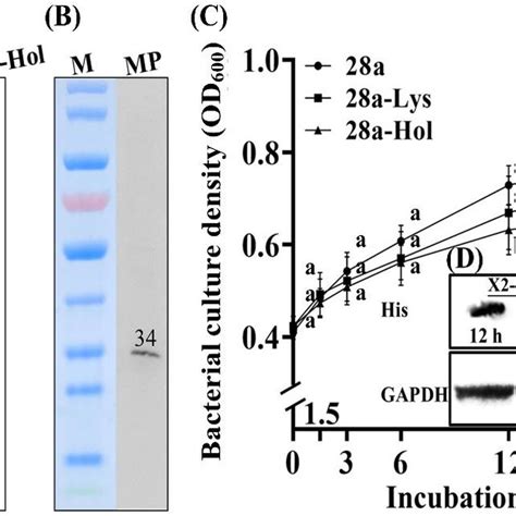 Subcellular Localization Expression And Antibacterial Activity Of