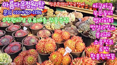 아름다운정원 1탄 국민이군생 묵은둥이 세일된가격에 만나보세요 5만원이상 무료배송 선물증정 ♡뷰티비을♡어큐라♡소피아민트♡젤리