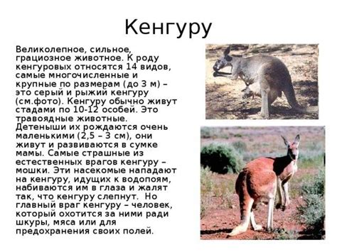 Кенгуру: виды, фото, описание, образ жизни своеобразного животного