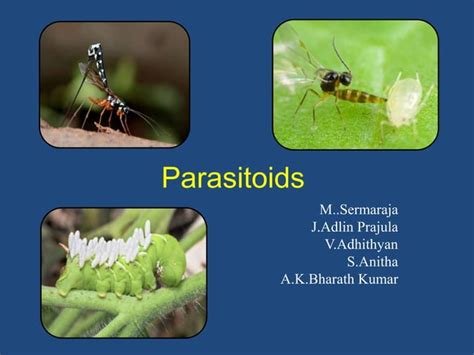 Types Of Parasitoids And Parasitism Ppt