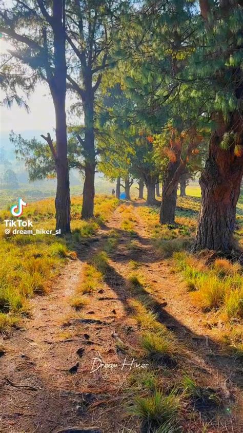 Haritha Kanda Bogawanthalawa Rsrilanka