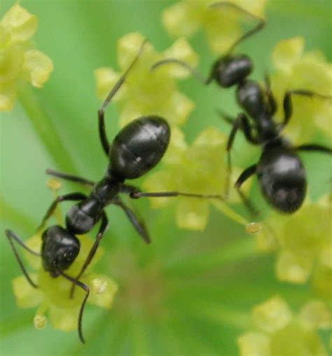 Wild Parsnip Pastinaca Sativa 14 Wild Flowers Of Sleepy Hollow