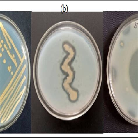 A Bacterial Isolate Subculture B Isolate Screening In 1 Skimmed