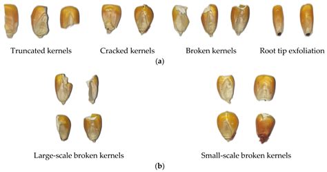 Real Time Detection System Of Broken Corn Kernels Based On Bck Yolov7
