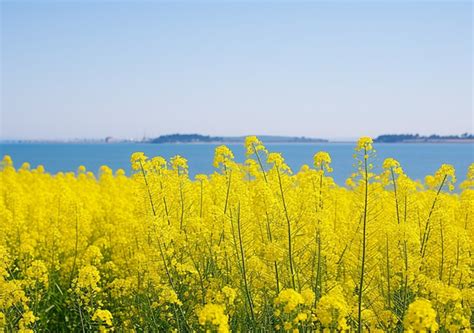 활짝 핀 노란 유채꽃 경북 계절 국내여행 배경 일러스트 및 사진 무료 다운로드 Pngtree