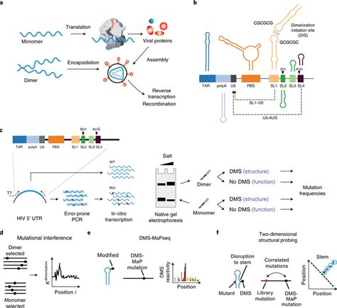 Analysis Of Hiv 1 Dimerization A Dimerization Is A Key Step In The