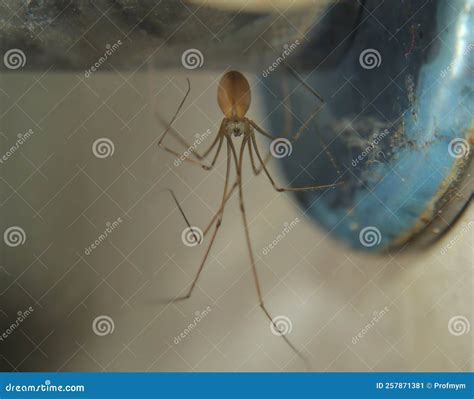 Cellar Spider In The Laundry Room Closeup Spider On Its Web Insects