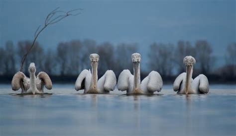 Фотоизложба „България Тайван Пътуване с птиците” отваря врати в