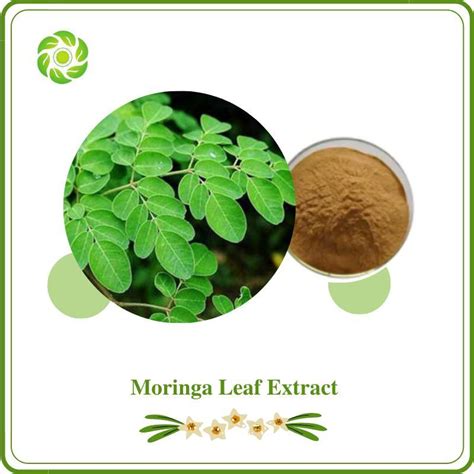 World Well Being Plant Extract Antioxidant Moringa Powder Anti Inflammatory Moringa Oleifera