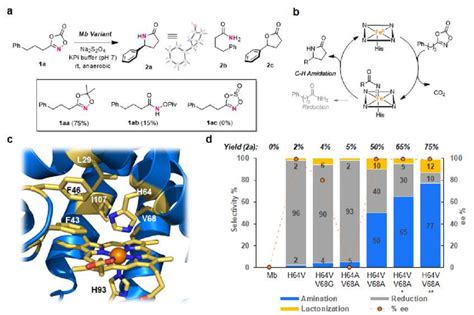 Biocatalytic Intramolecular Csp 3 H Amidation With Dioxazolones A