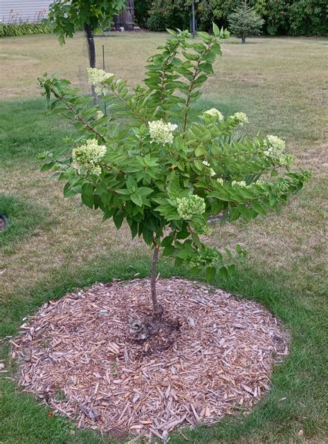 Hydrangea From Bush To Tree Form