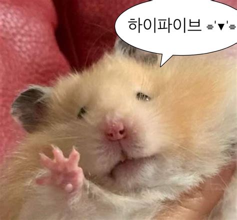 하이파이브 귀여운 아기 햄스터