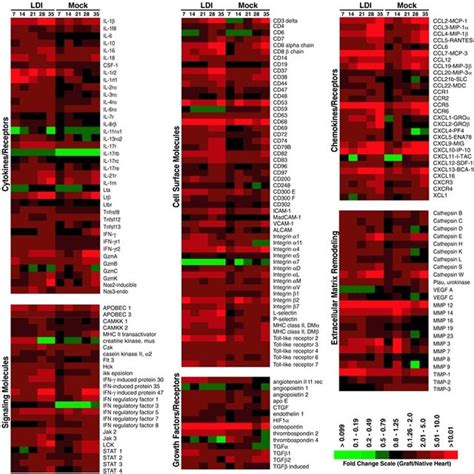 Gene Expression Profiling Identifies Differences Between Allografts