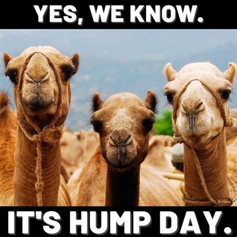 Hump Day Memes For That Midweek Mood Funny Hump Day Memes Hump Day