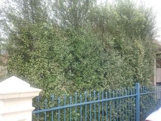 Identification What Is This Screening Tree Growing In South Australia Gardening