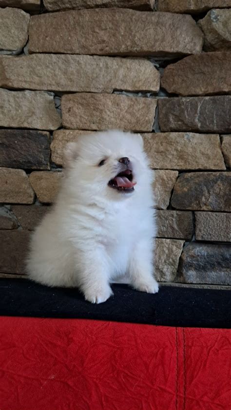 Предлагаются к бронированию обворожительные щенки померанского шпица медвежьего типа Мальчик