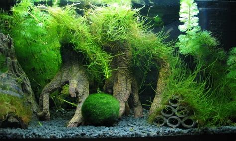 Мох яванский: содержание в аквариуме, фото, описание, условия ухода и ...