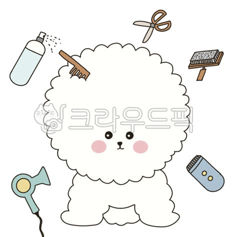 비숑프리제 애견 강아지 비숑 애견미용 사진이미지일러스트캘리그라피 이다팔쌈작가