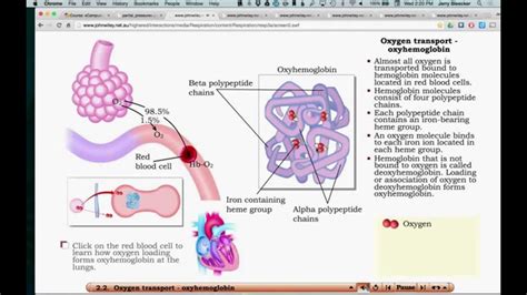 Oxygen And Carbon Dioxide Transport