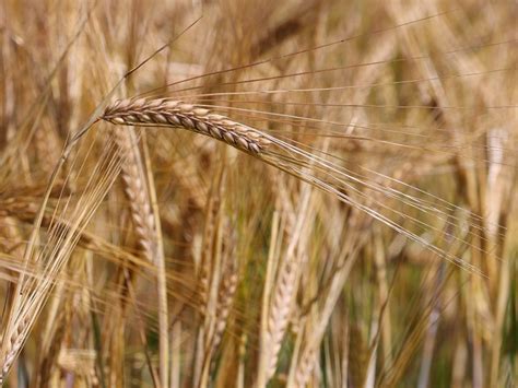 Ячмень обыкновенный (Hordeum vulgare L.) - лекарственное, съедобное ...