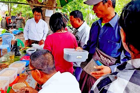 ပွင့်ဖြူမြို့နယ်၌ နွေနှမ်းဈေးကွက် ဈေးအနည်းငယ် ပြန်ကျ Information And