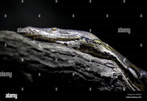 File Illustration The 6 5 Meter Long Reticulated Python