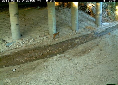 Cct Trans Val Object Detection Dataset By Object Detection