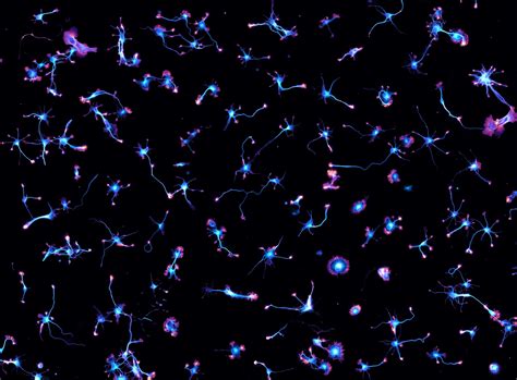Cytoskeleton Moves Research Communities By Springer Nature