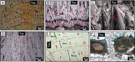 Calcite Thin Section