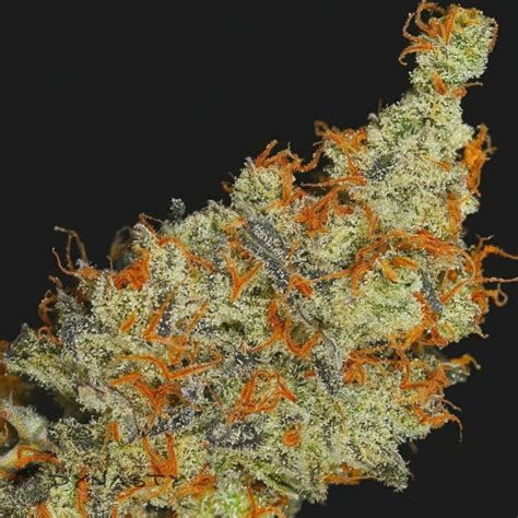 Pineapple Fields Strain Dynasty Genetics Seeds Speakeasy