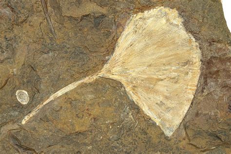 4 35 Paleocene Fossil Ginkgo Leaf With Seed Pods North Dakota