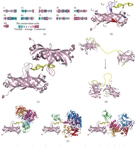 Figure 5 From Structural Insight Into The Dna Binding Mode Of The