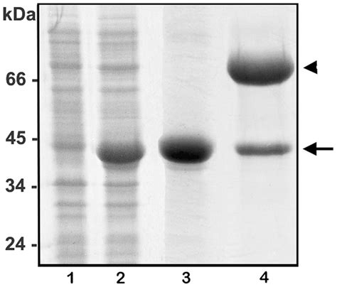 Heterologous Expression Purification And Refolding Of Dietrichs Download Scientific Diagram
