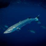 Barracuda Characteristics Habitat And Fascinating Facts