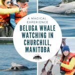 Beluga Whale Watching In Churchill Manitoba A Magical Experience