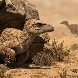 Sinocalliopteryx Pictures And Facts The Dinosaur Database