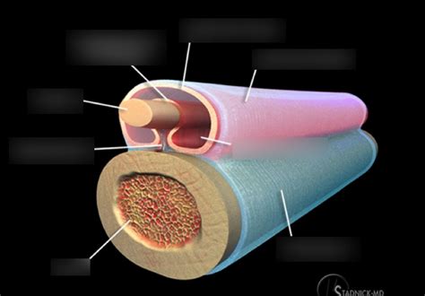 Synovial Structures T2 Diagram Quizlet