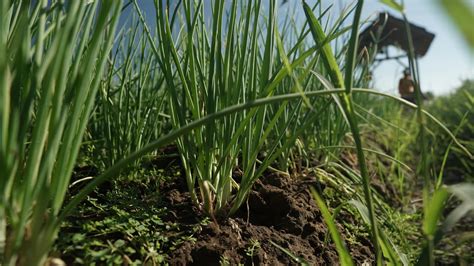 Naa Ng Amino Acid Premium Pt Berkat Mitra Makmur