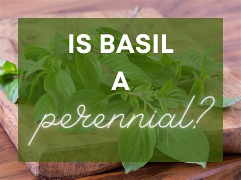 Is Basil A Perennial Mostly No But It Depends