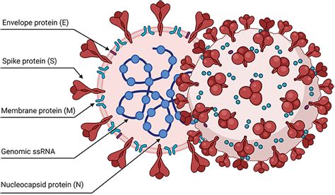 Frontiers SARS CoV 2 And The Host Cell A Tale Of Interactions
