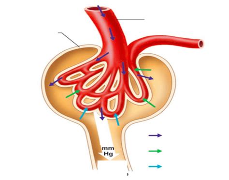 Forces Glomerular Filtration Hba Quiz