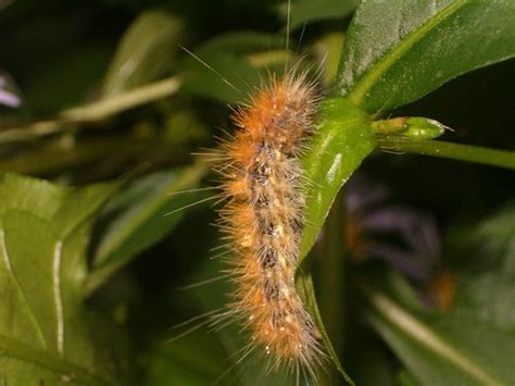 Caterpillar A Caterpillar Anyone Know The Species Leif K Brooks Flickr