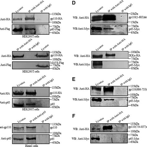 Gp110 Interacts With P65 And The C Terminal Cytoplasmic Region Plays Download Scientific