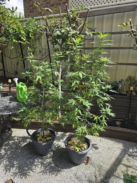 0 Experience Random Seeds Left To Grow Will They Even Flower R