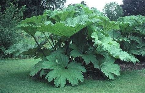 Gunnera Manicata Brazilian Rhubarb The Seed Vine