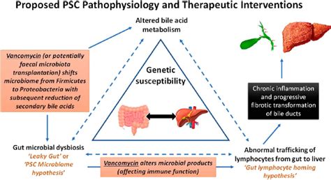 Pathophysiology Of Psc Against The Background Of A Genetic Download Scientific Diagram