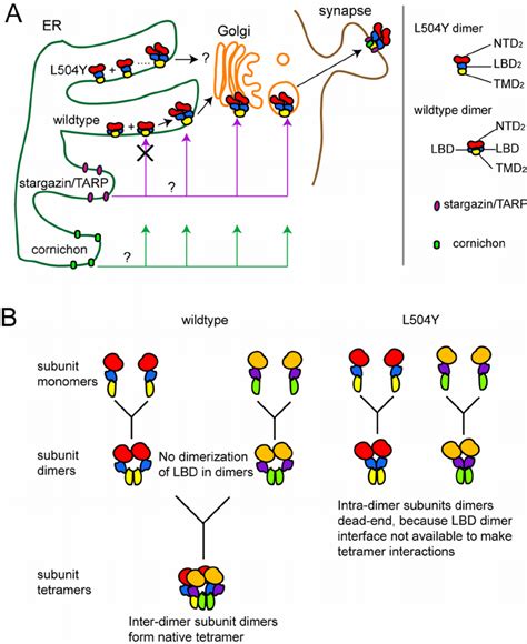 Working Model Of Ampa R Tetramerization And Trafficking Download Scientific Diagram