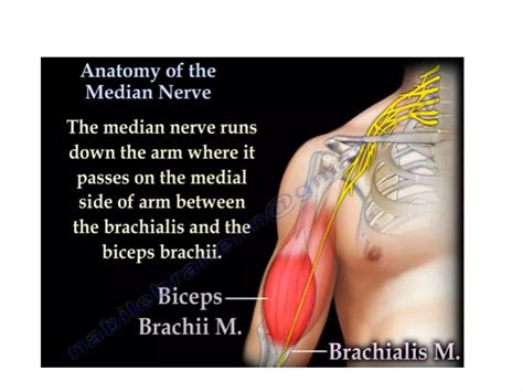 Median Nerve Injuries And Mangement Pptx